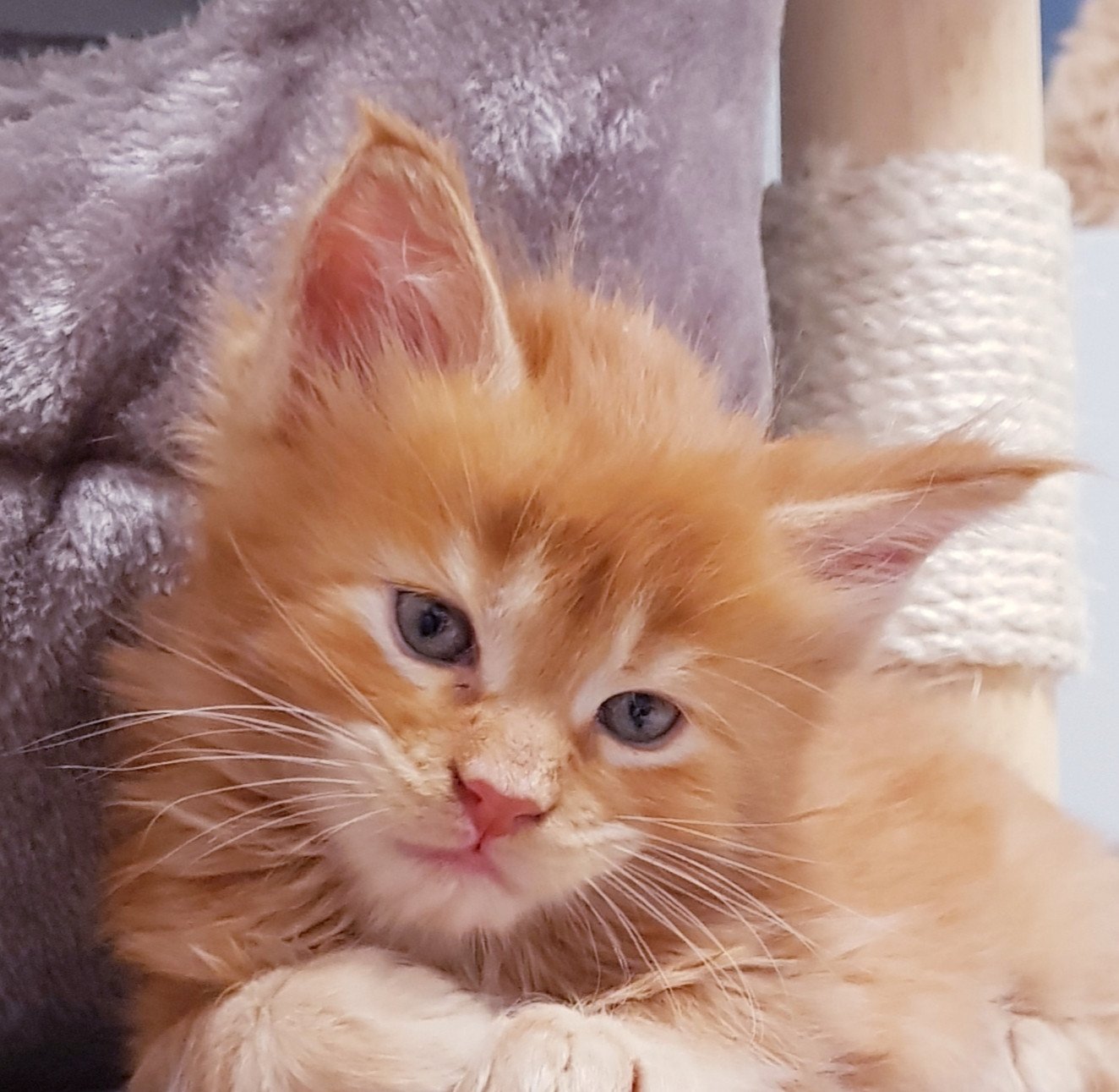 Pandemonium Taycan - Chaton Maine coon Vosges | Chatterie Pandemonium