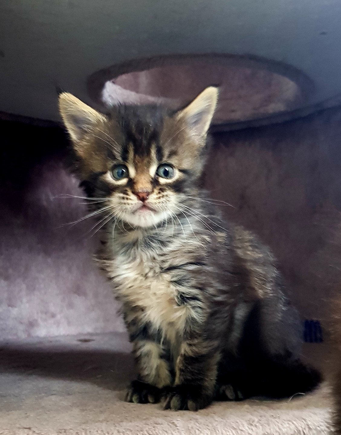 Pandemonium Utxi Baby - Chaton Maine coon Vosges