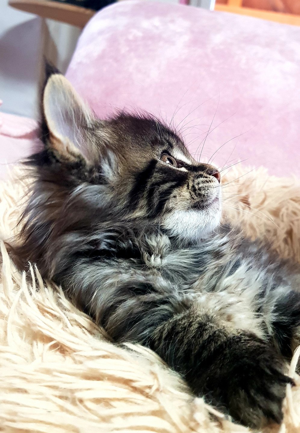 Pandemonium Utxi Baby - Chaton Maine coon Vosges