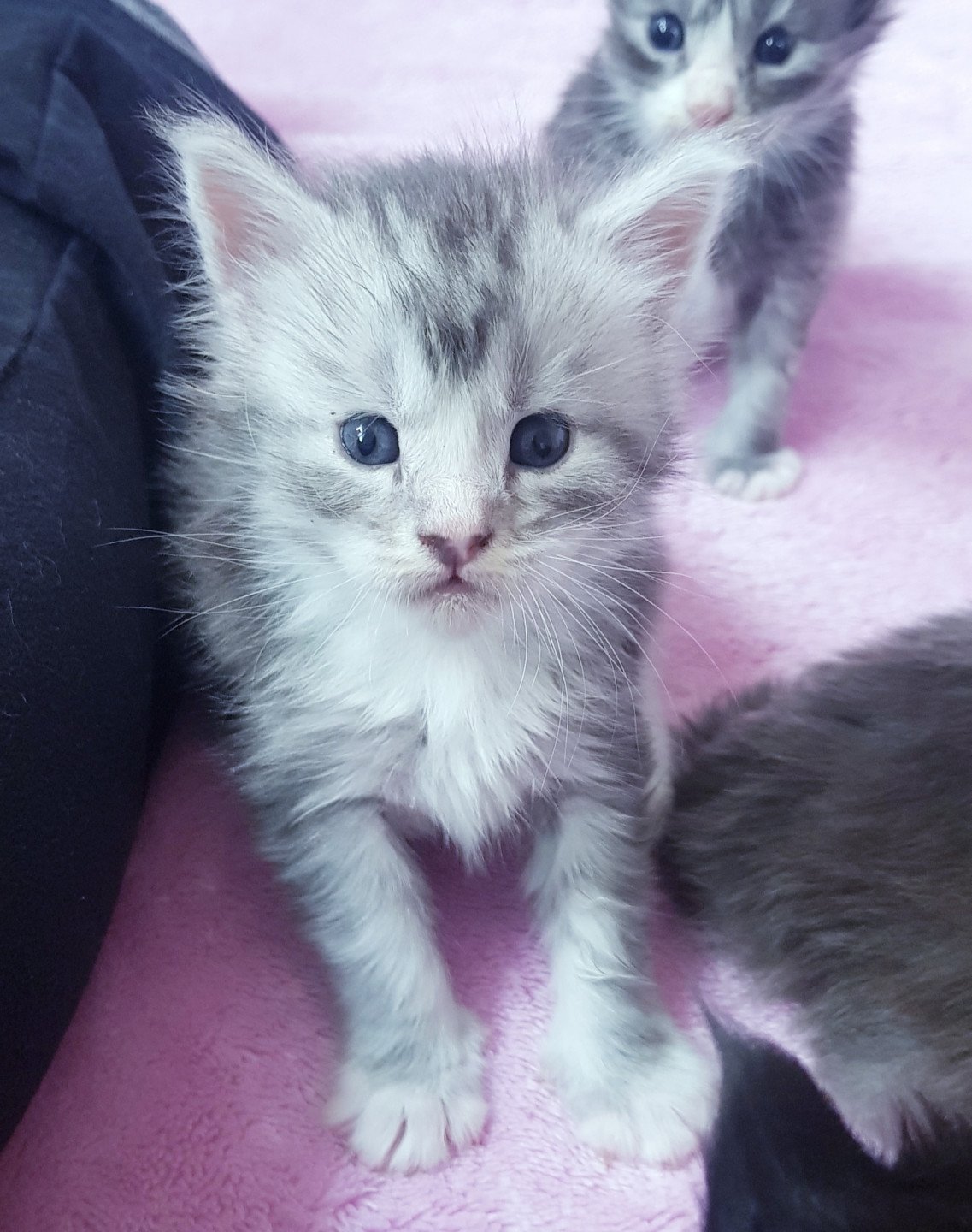 Pandemonium U'Angel Nova - Chaton Maine coon Vosges