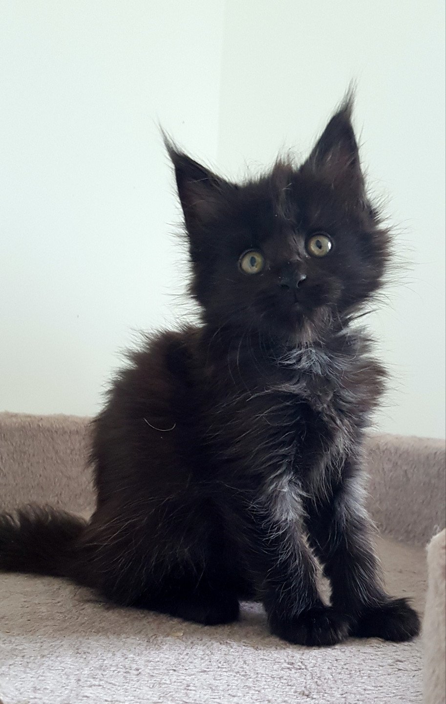 Pandemonium Umanji - Chat Maine coon Vosges | Chatterie Pandemonium