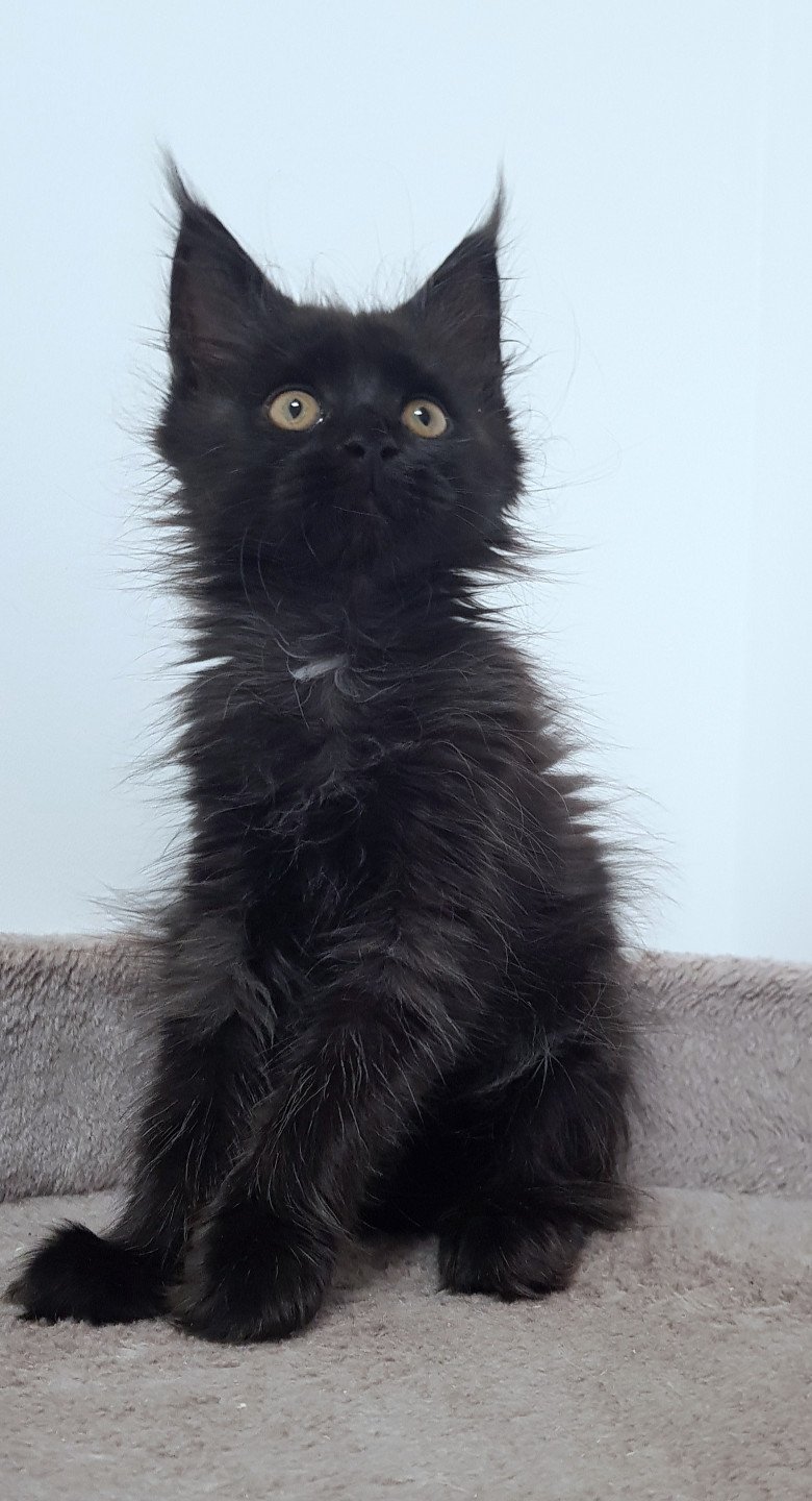 Pandemonium Umanji - Chat Maine coon Vosges | Chatterie Pandemonium