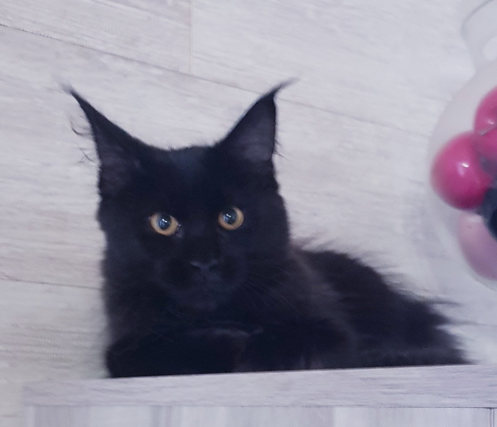 Pandemonium Umanji - Chat Maine coon Vosges | Chatterie Pandemonium