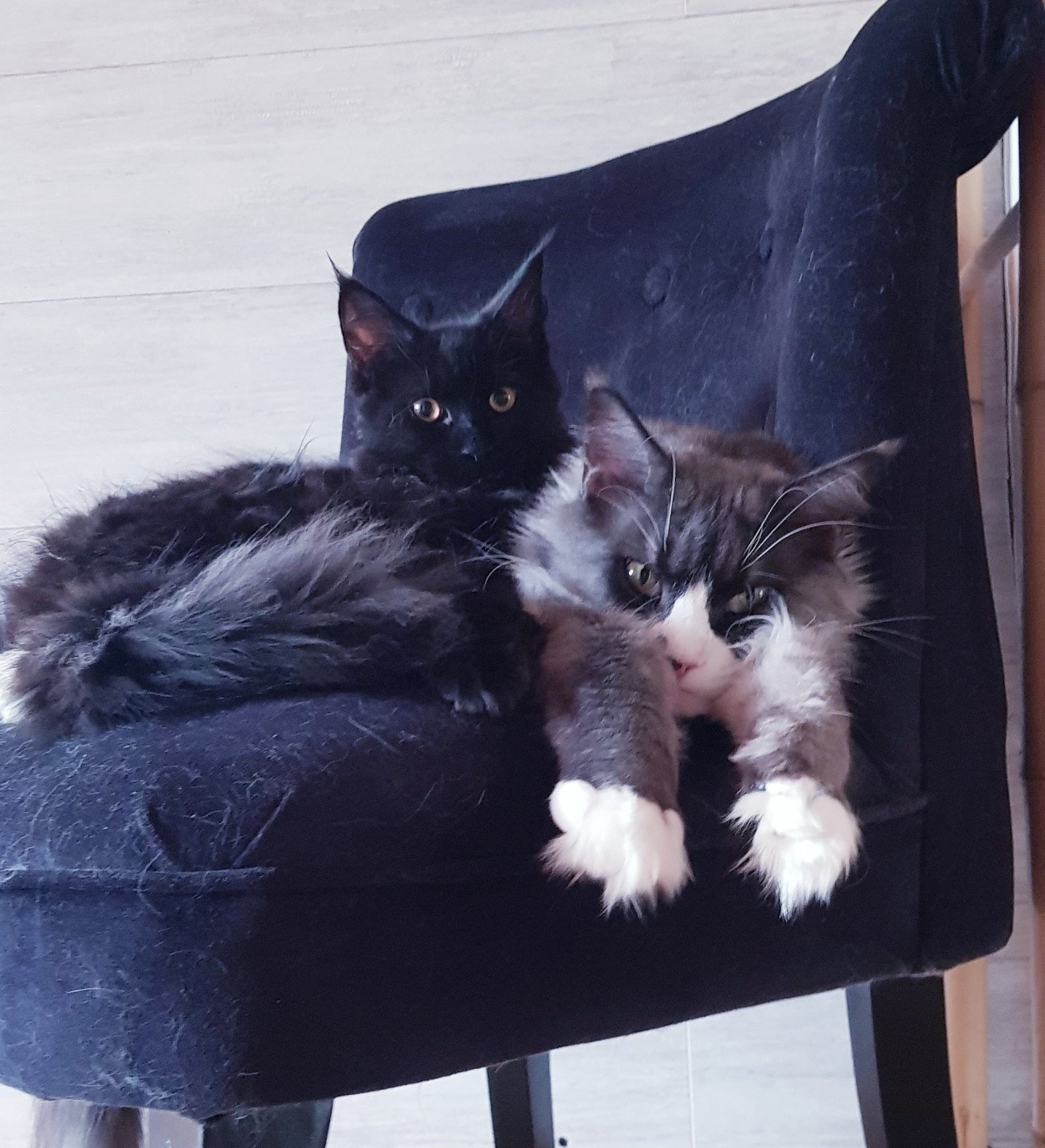 Pandemonium Umanji - Chat Maine coon Vosges | Chatterie Pandemonium