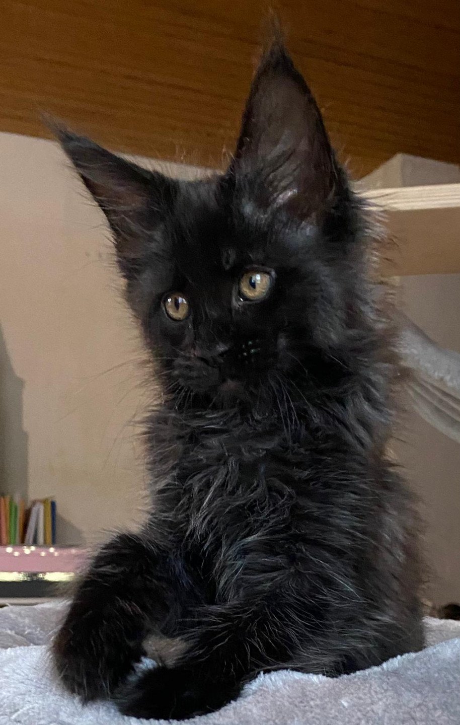 Maine Coon Chaton Noir